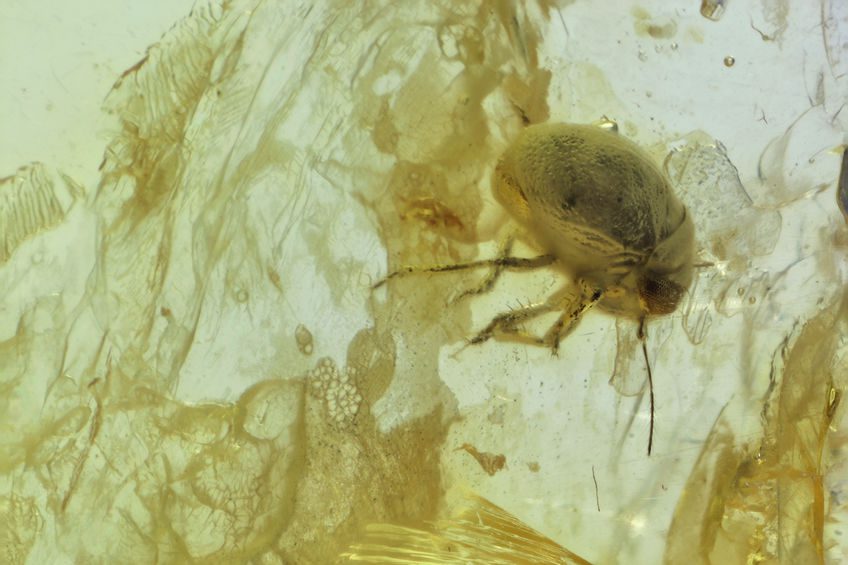 Psocids Control & Exterminators Orange County, NY