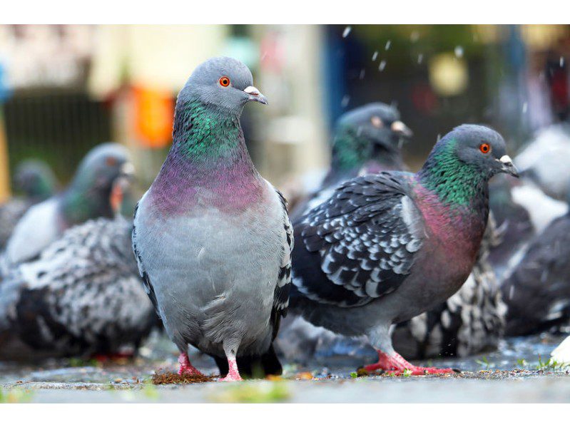 Pest Library in New windsor, New York